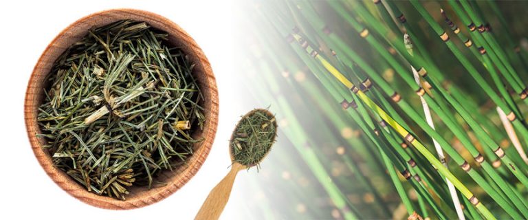 Erva-cavalinha: Benefícios e Riscos – Blog Vitascience
